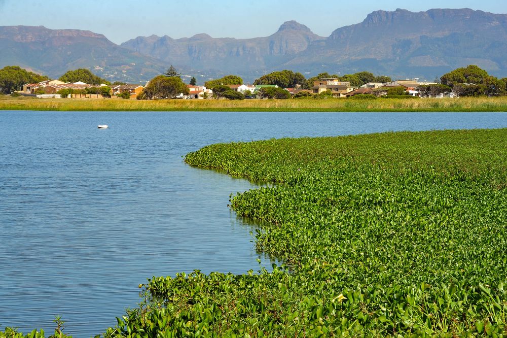 Western Cape ditches need for environmental commissioner