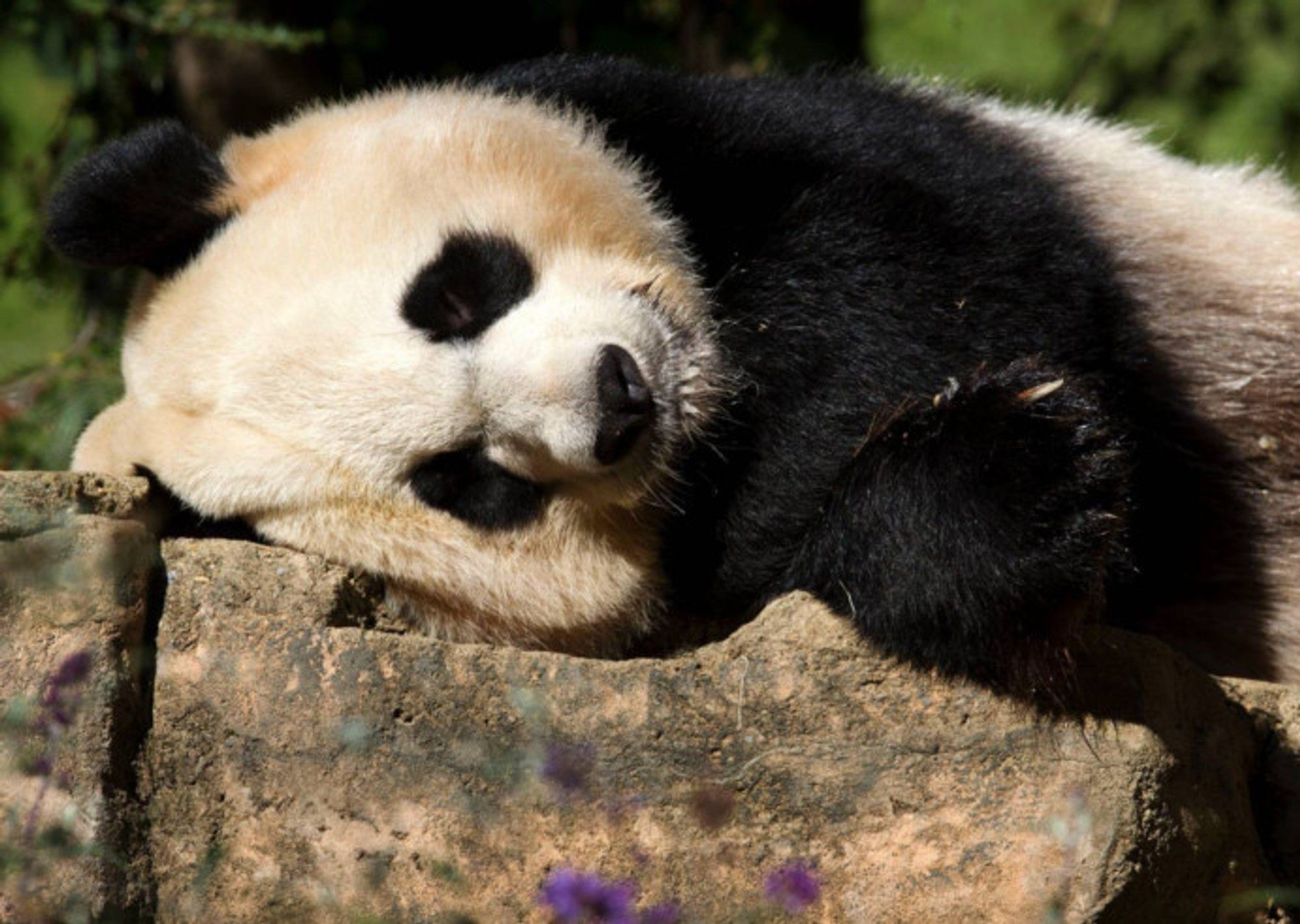 The Secret Sex Lives Of Pandas