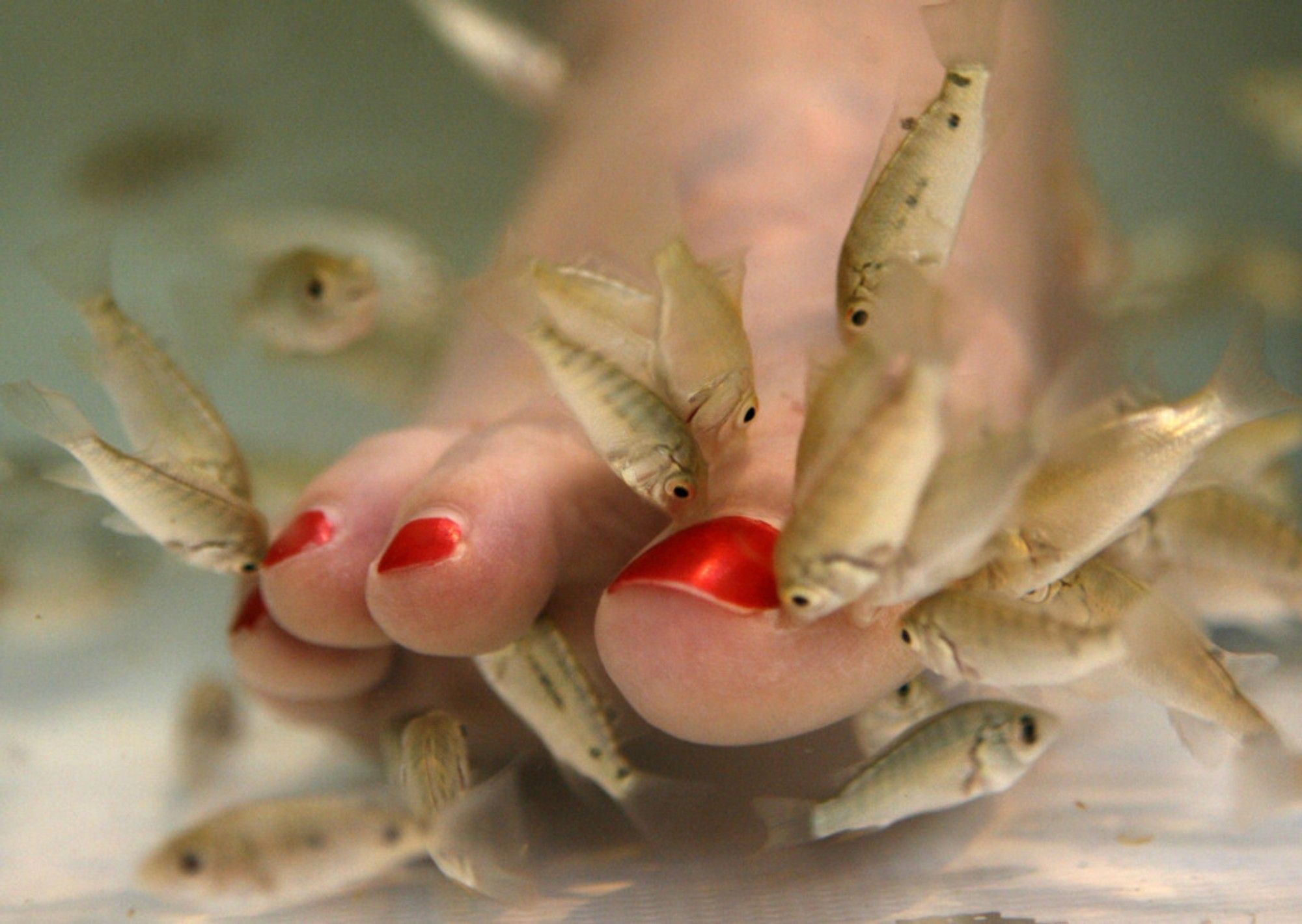 Hooked on fishy foot therapy