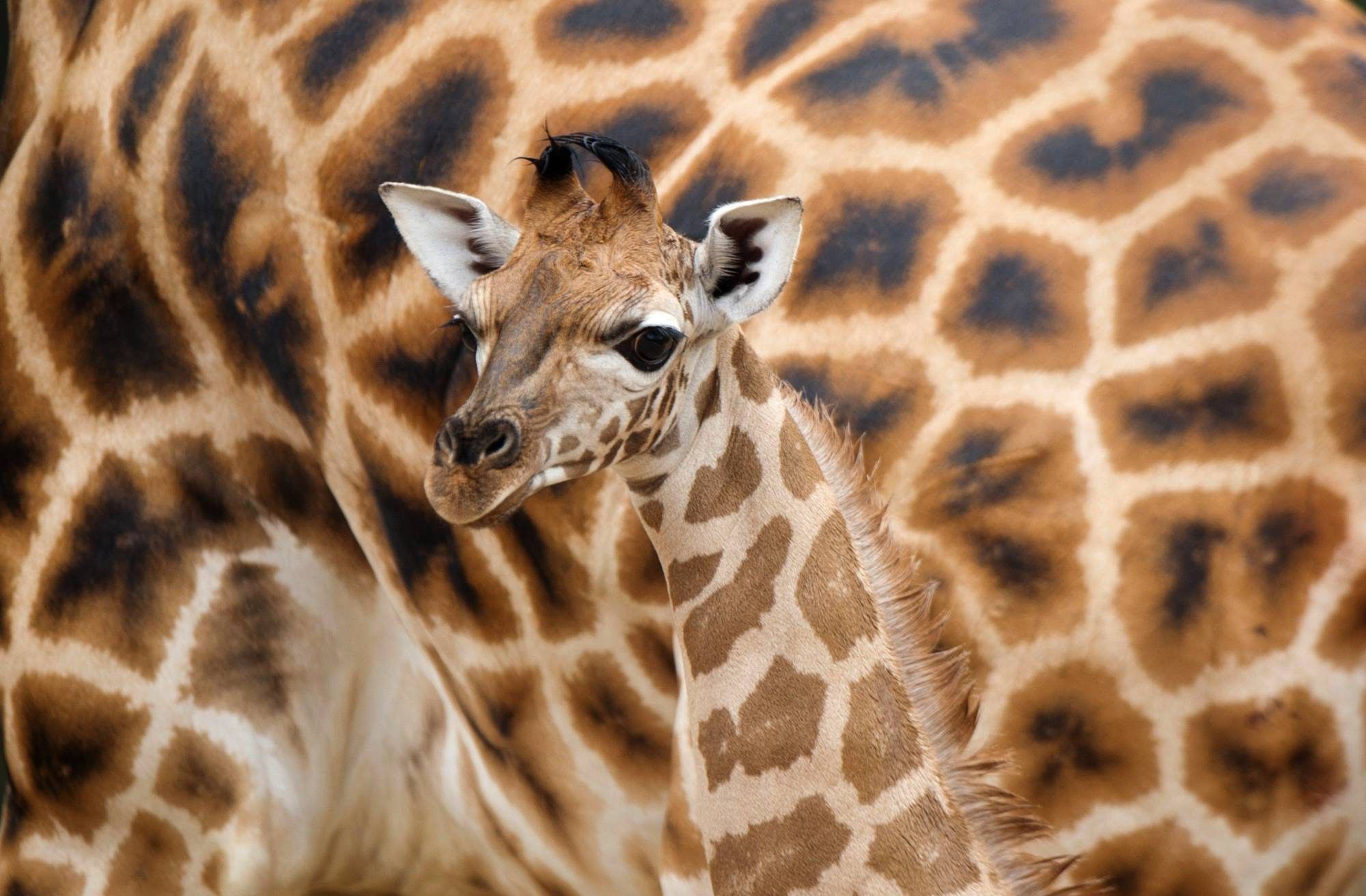 UCT-led study confirms four giraffe species, paving the way for urgent conservation efforts