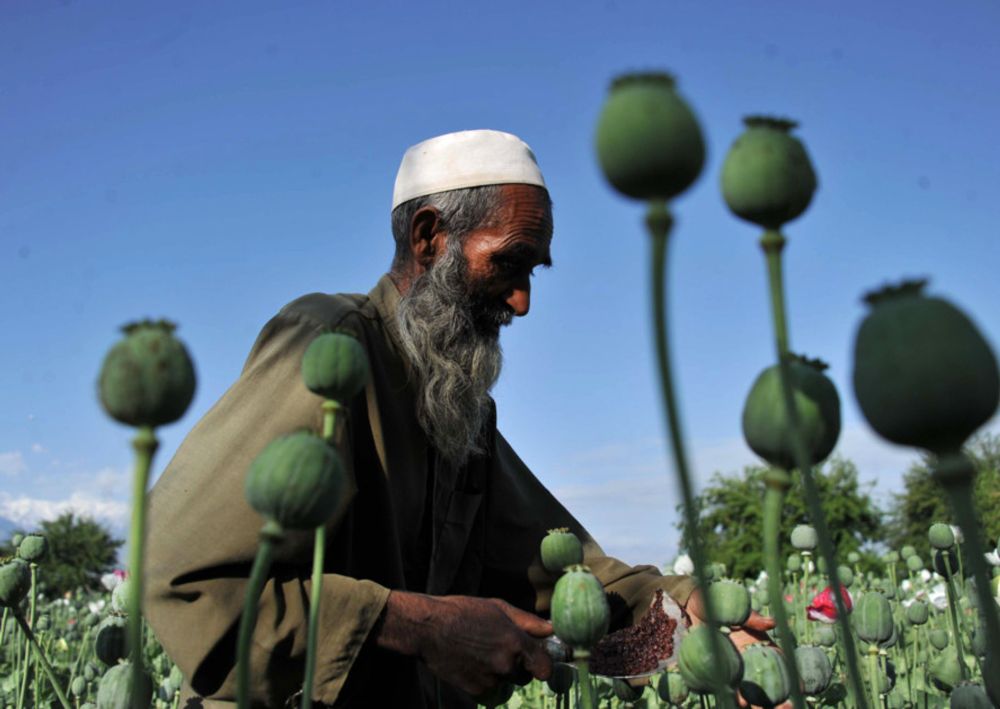 Afghan opium harvest at record high