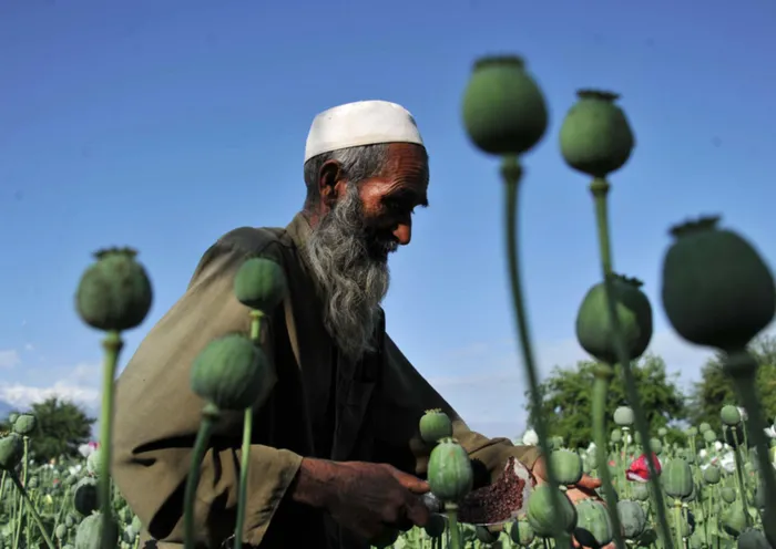 Afghan opium harvest at record high