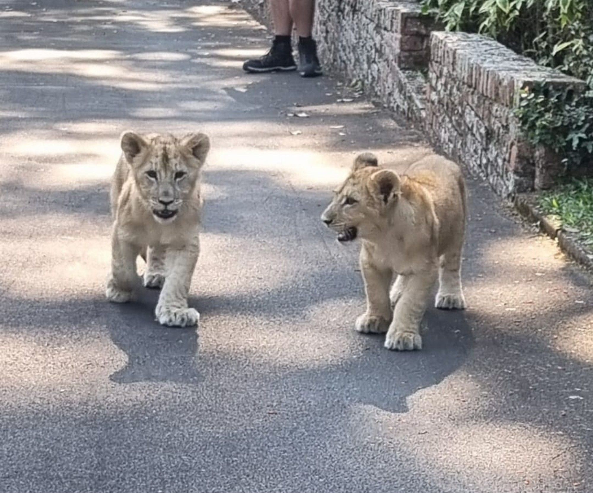 Police open criminal case after two lion cubs kept without a permit in ...