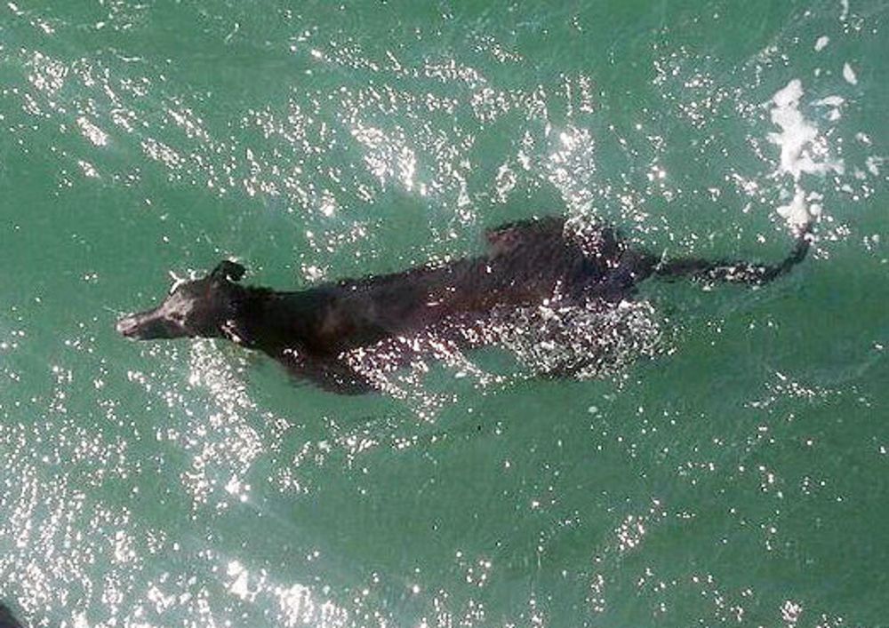 Greyhound plucked from harbour mouth