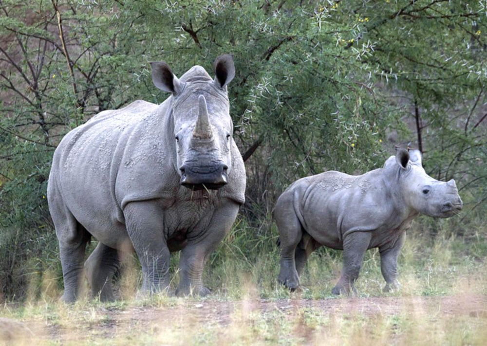 Suspected poacher killed in KNP