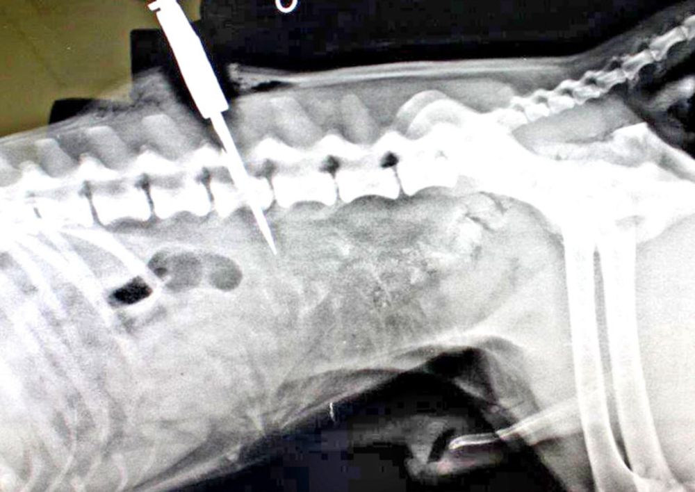 Dog survives after being knifed in back