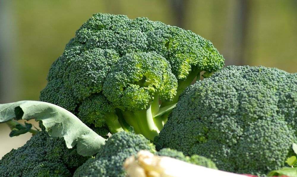 How to grow your own broccoli