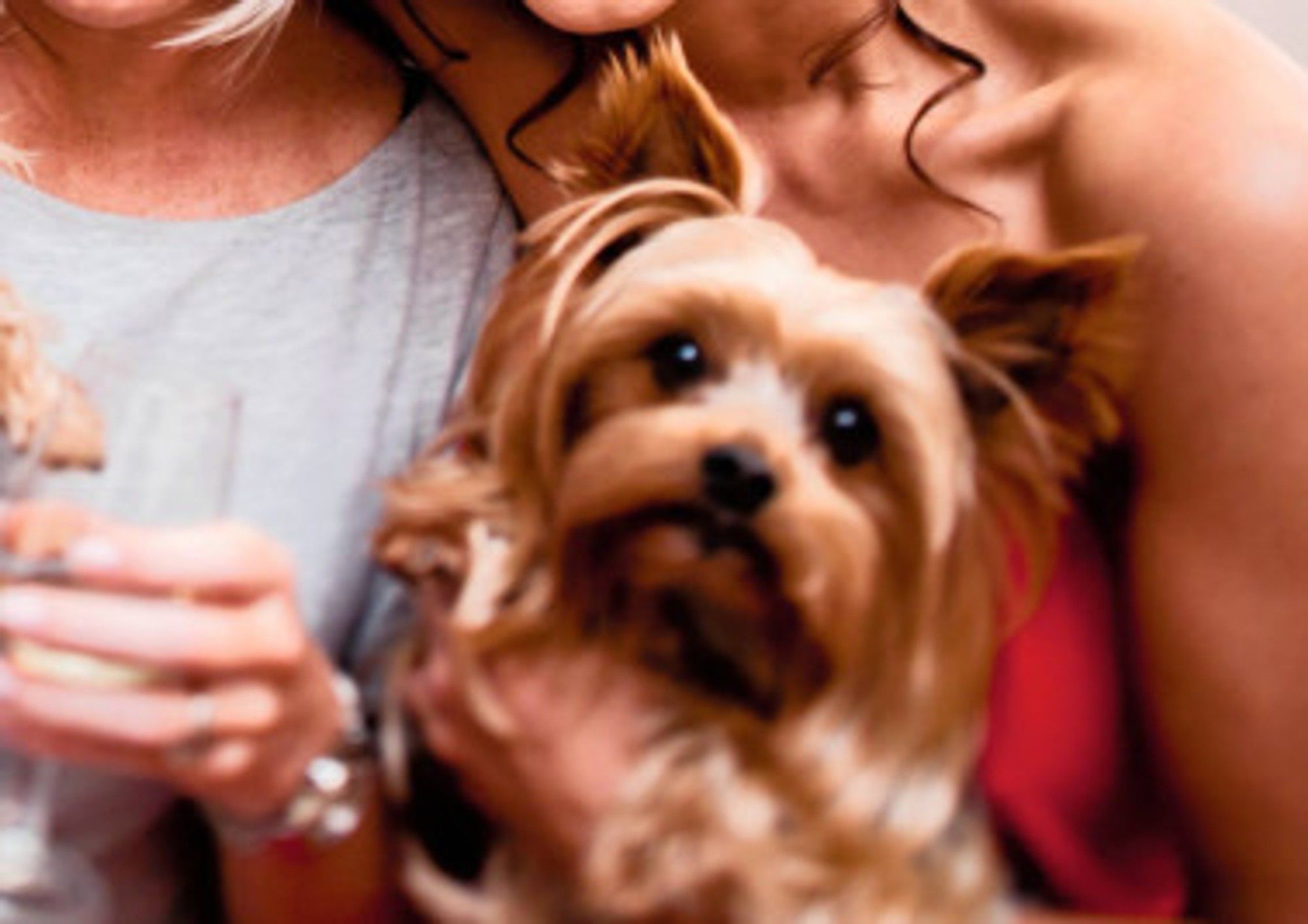 Distraught dog owner hires PI