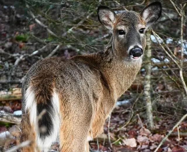 This photo of a three-legged deer and her adopted babies is going viral