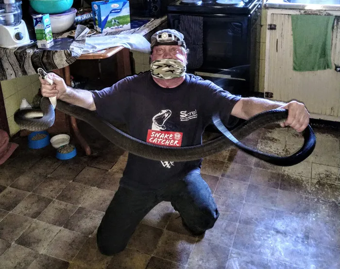 Snake catcher bags two black mambas of over 3.1m each in a case of ...