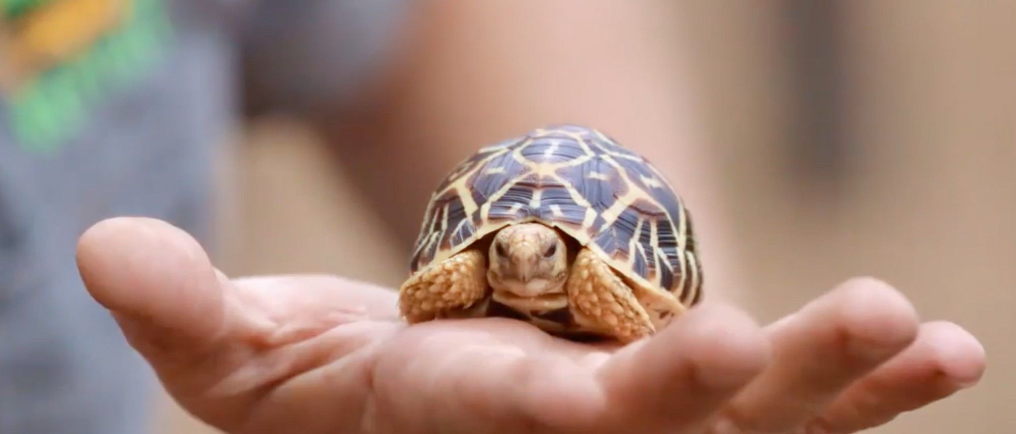 WATCH: Tiny tortoise shell-ebrates first birthday with gigantic cousin ...