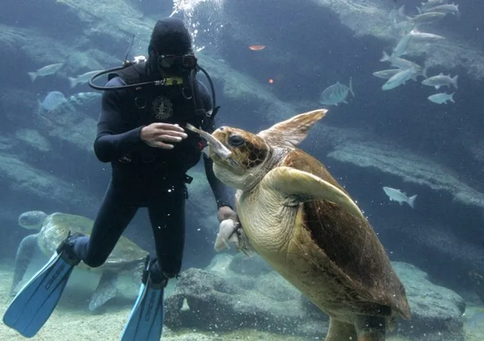 Pristine marine world