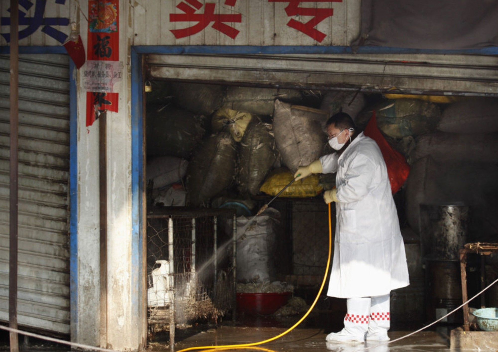 Scientists find new bird flu virus