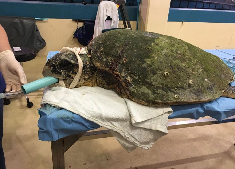 PICS: Turtle's flipper amputated after fishing line caused gangrene