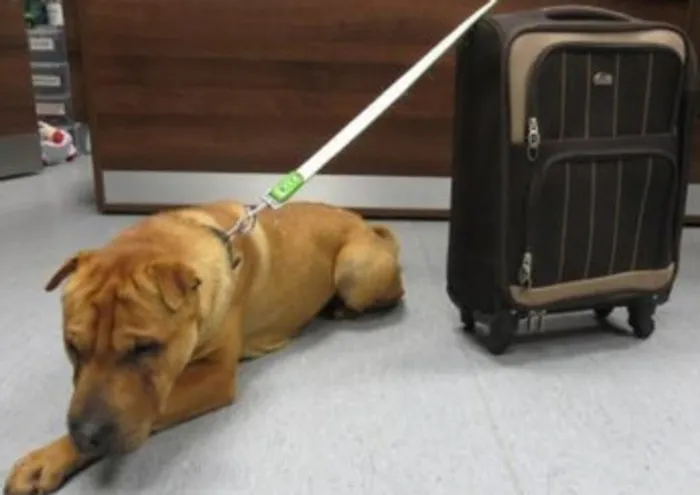 Dog abandoned at station with suitcase