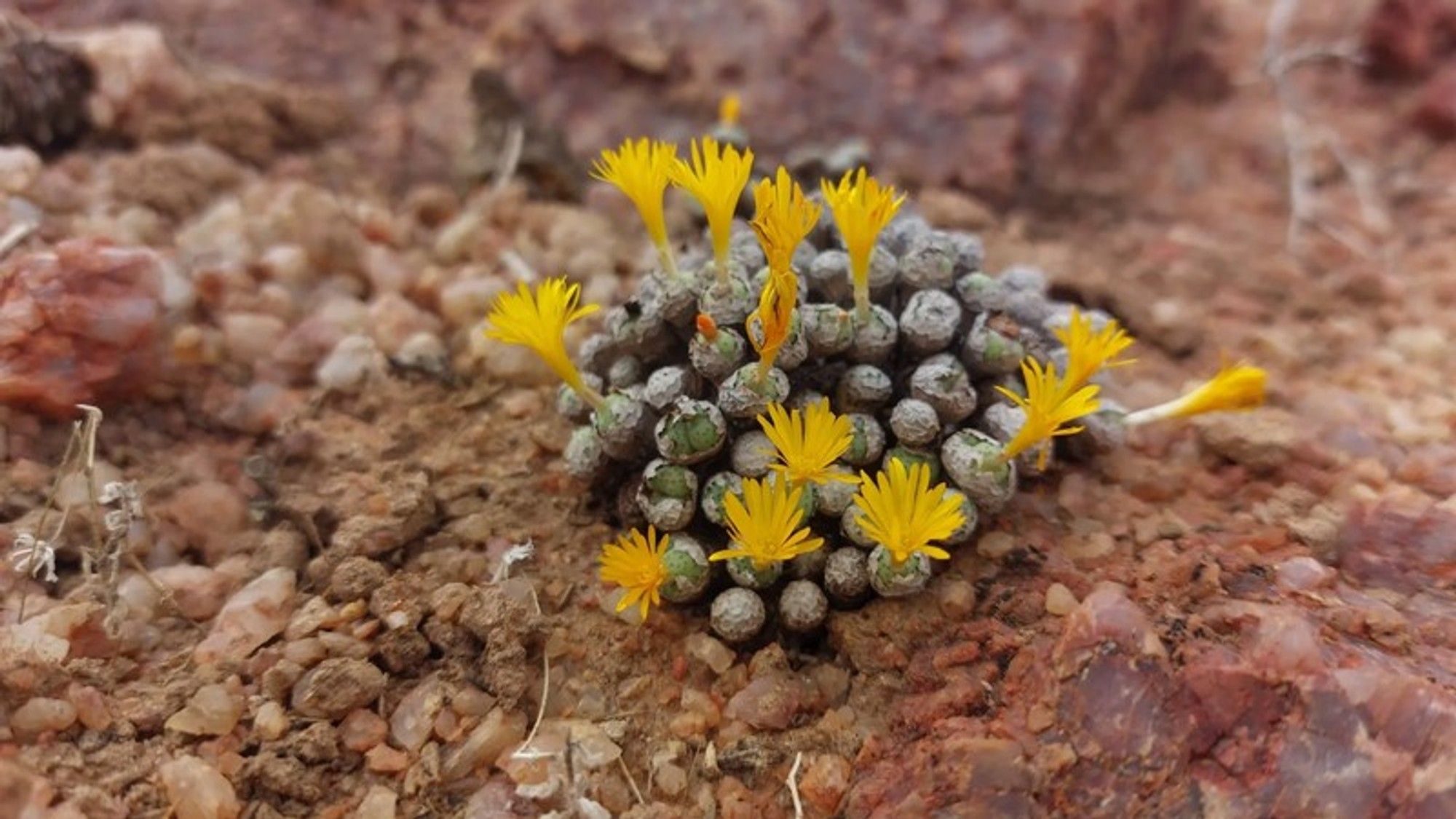 Plant poachers get 15 years for smuggling rare Northern Cape succulents