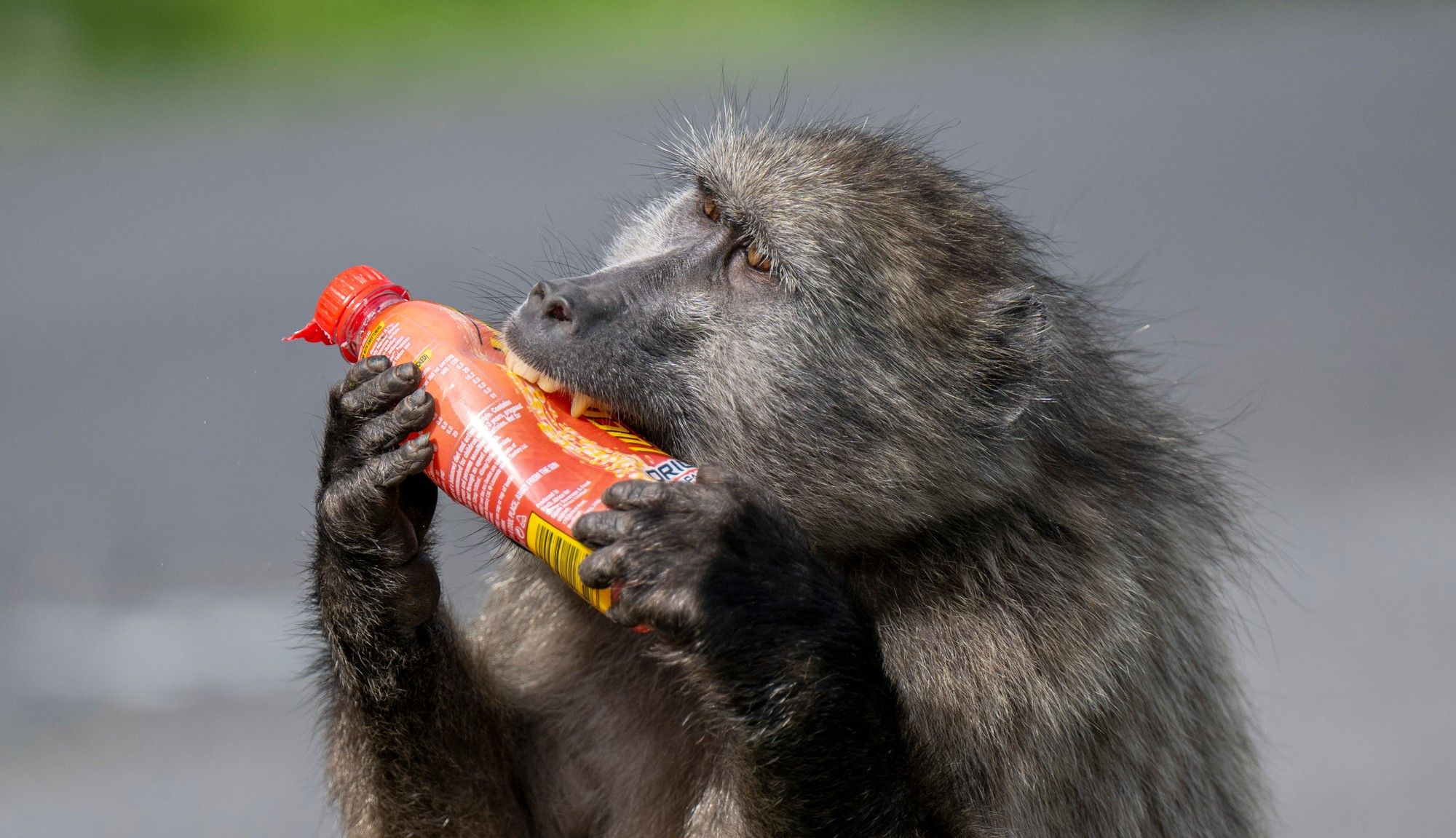 Baboons and human fear - a deep history behind the cruel attacks