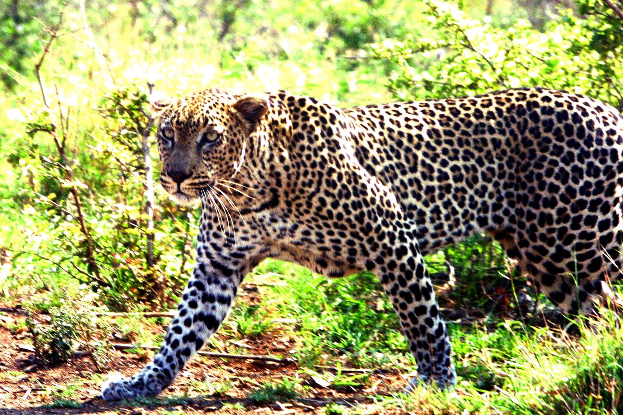 Celebrating International Leopard Day: a call to protect South Africa ...