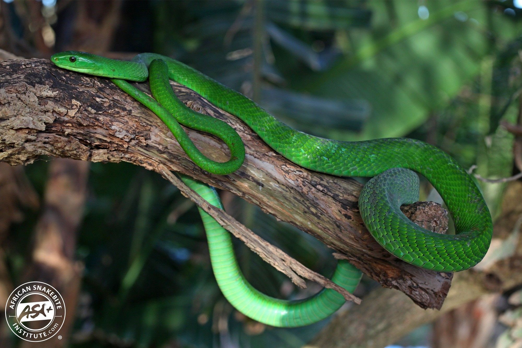 What you need to know about the green mamba, often mistaken for other ...