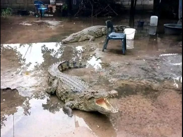 LOOK: Wild animals seek refuge after devastating floods hit Kruger ...