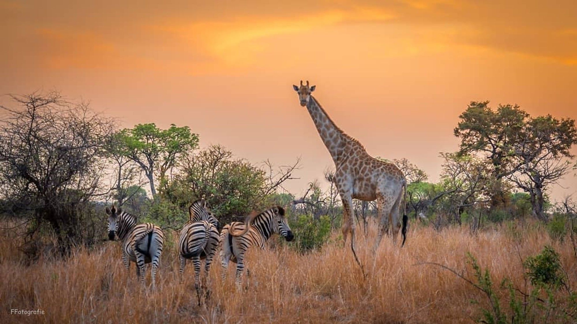 Explore the significance of interconnectedness in nature through Kruger ...