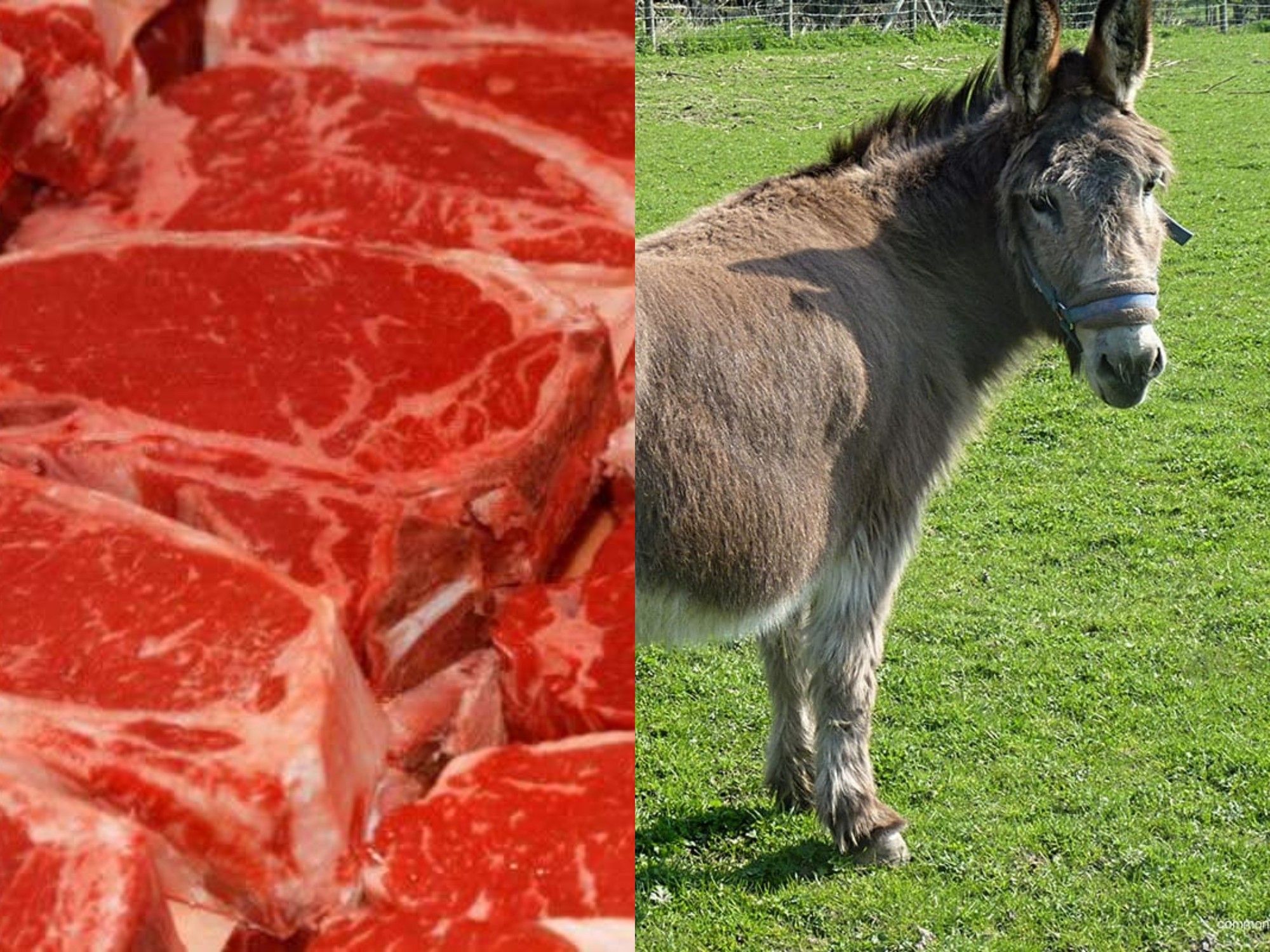 Inencasa imibengo yenyama yedonki