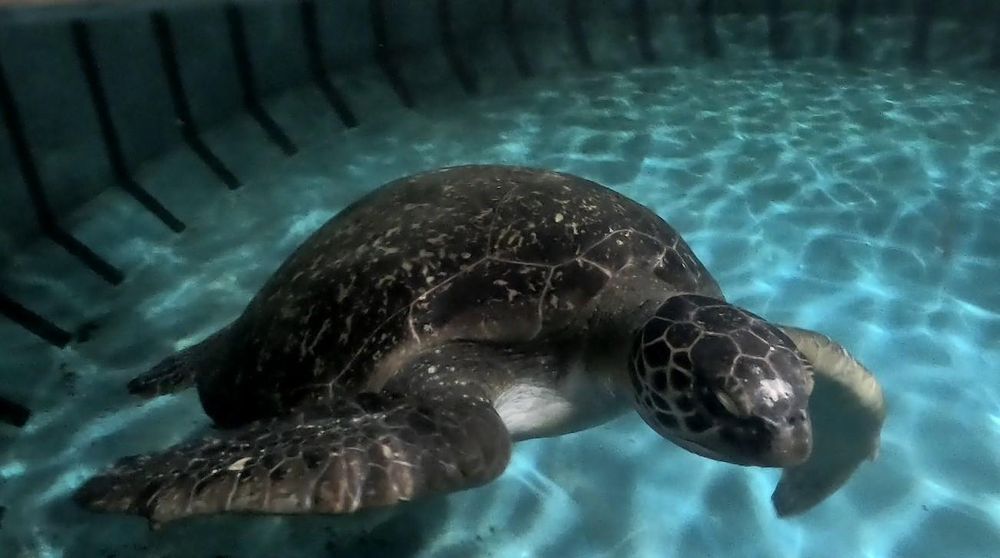 uShaka Sea World lands a rare opportunity to study the oceanic movement ...