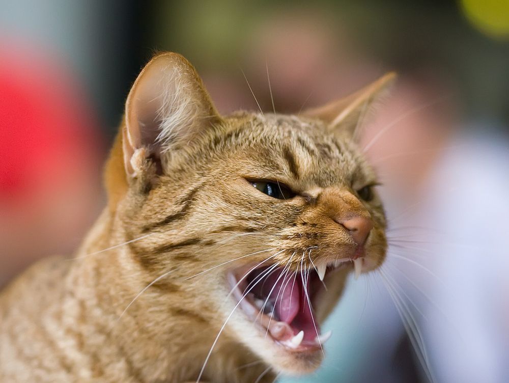 Cat muzzles: Cruel or useful?
