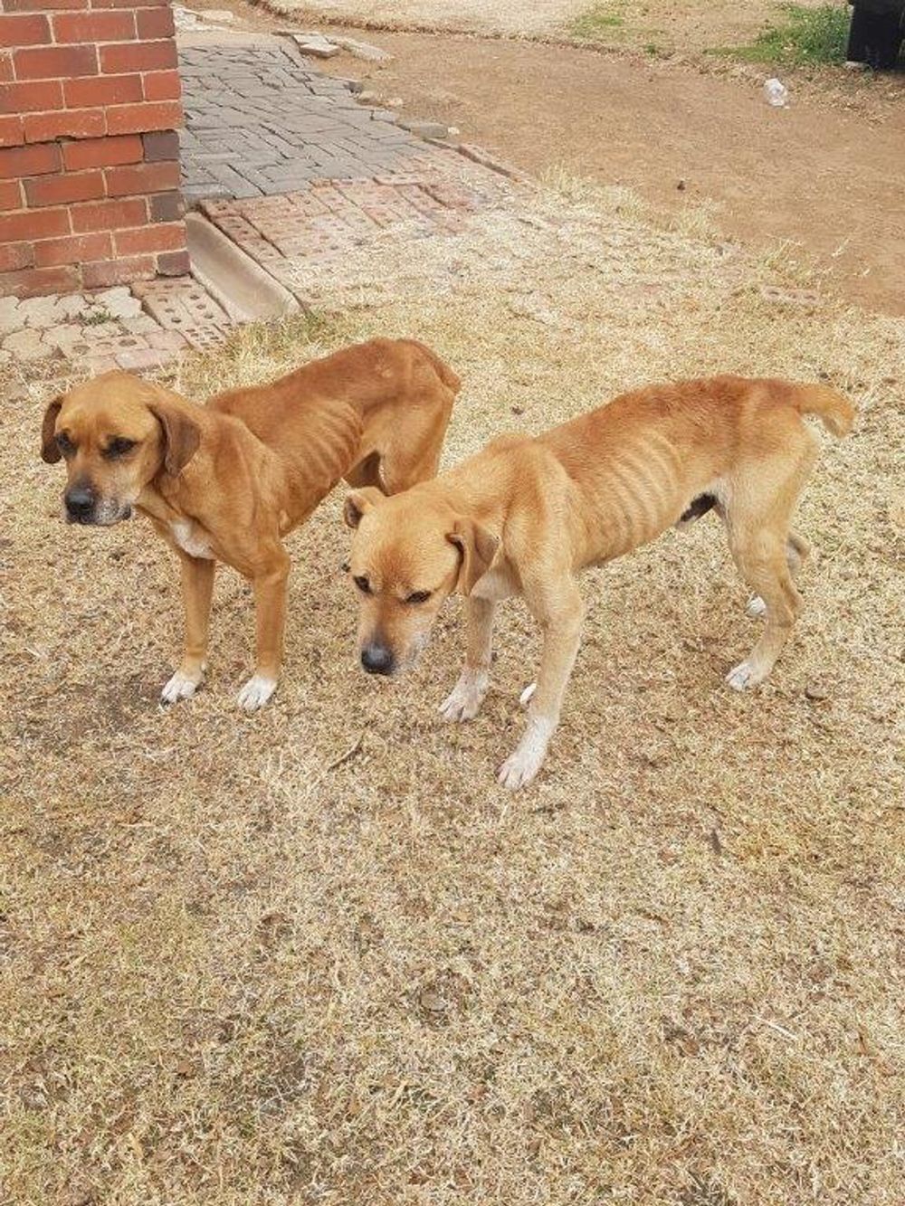 Dogs eat carcass of another dog 'on a plot of abomination'