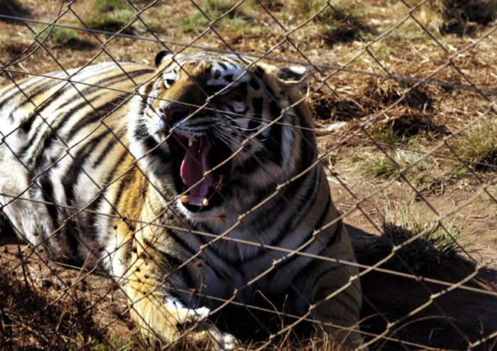 Tiger bites child’s finger off