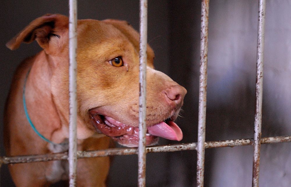 Wentworth pensioner still recovering in hospital a month after pit bull ...
