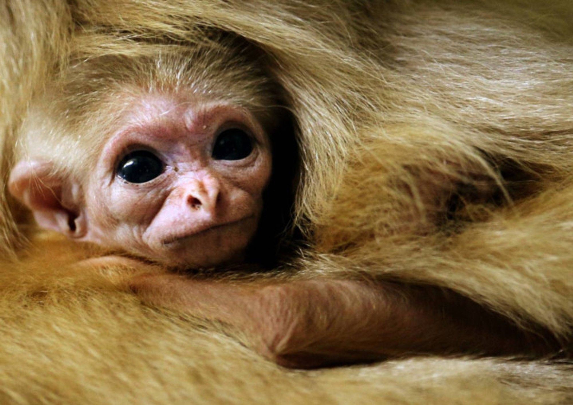 Planet of the Lesser Apes