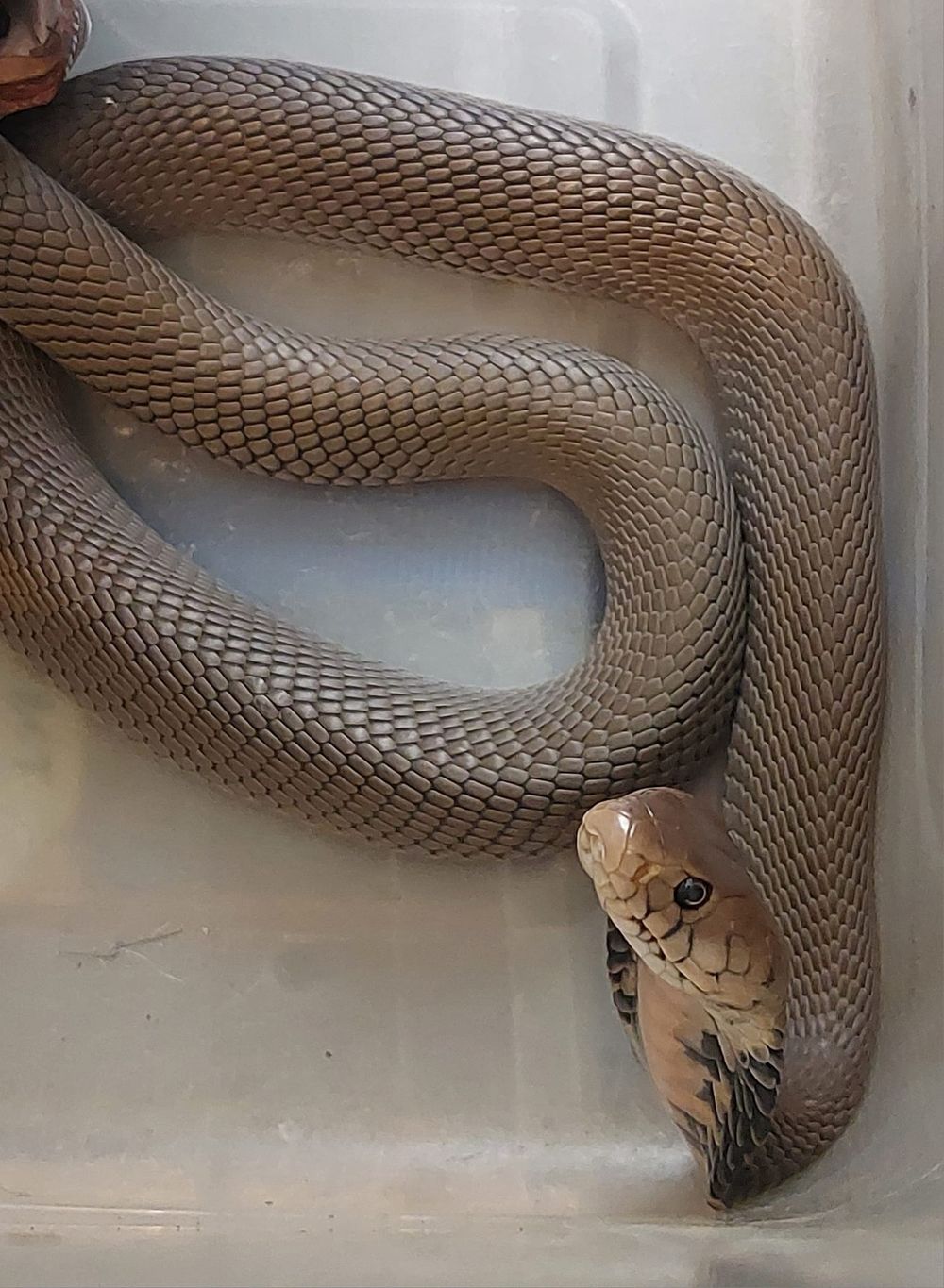 Gardener spots Mozambique spitting cobra going into hole at base of ...
