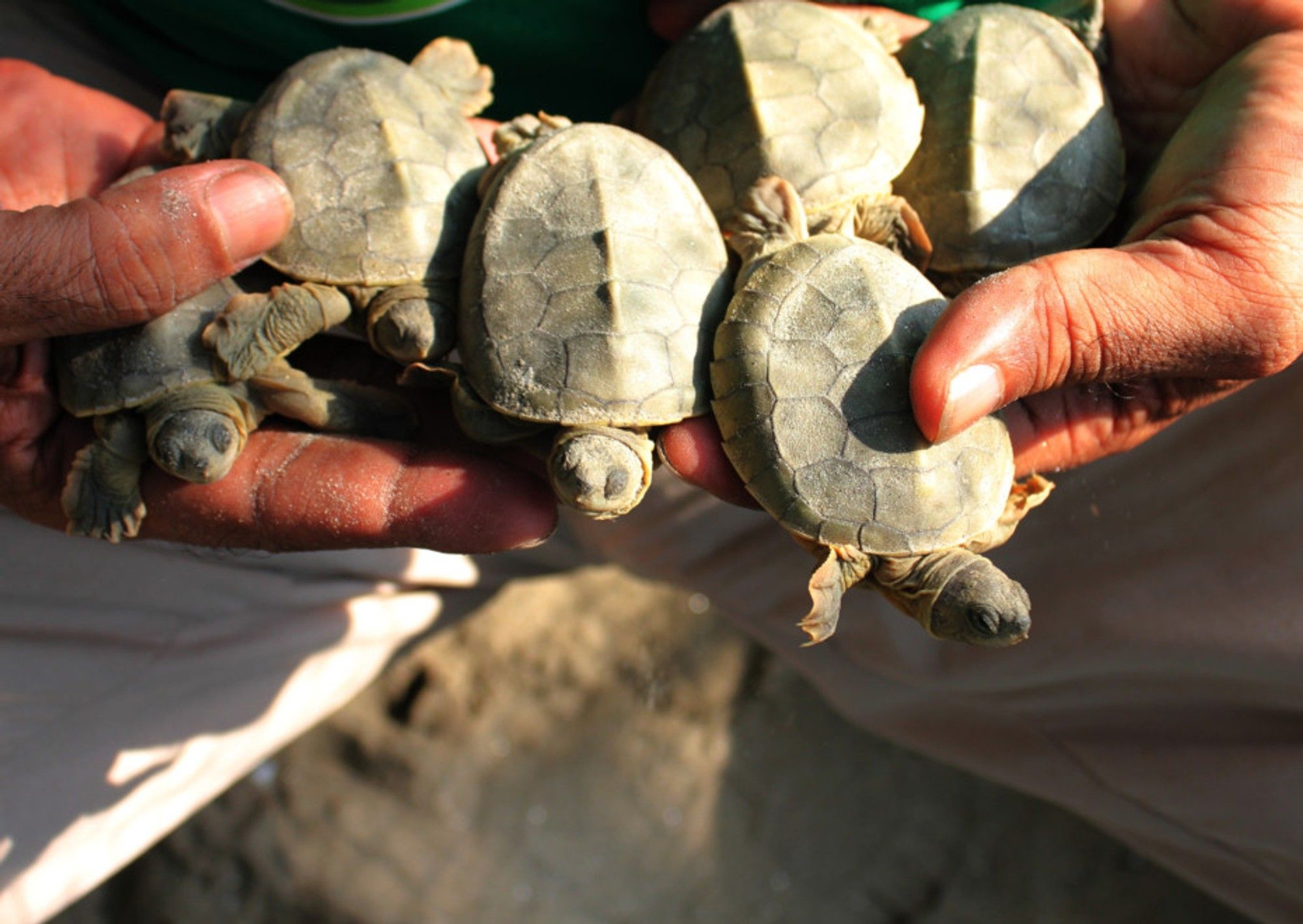 Near-extinct turtles bred in captivity
