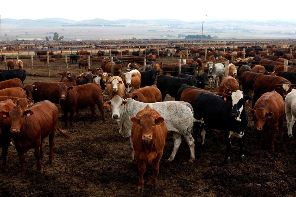 Major vaccination drive to protect 14 million cattle from Foot and ...