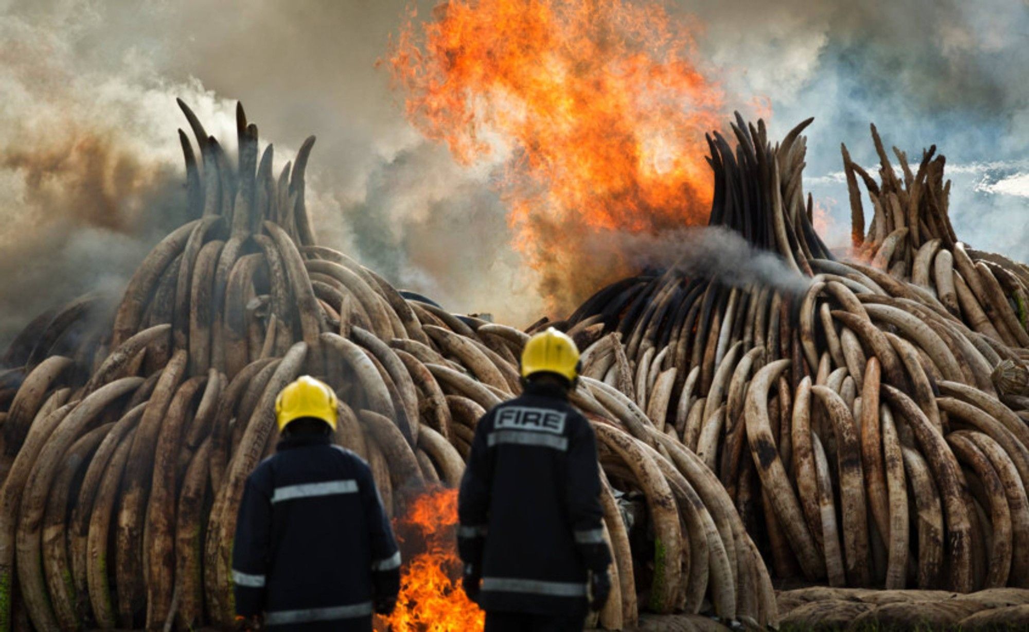Kenya burns world’s biggest ivory stockpile