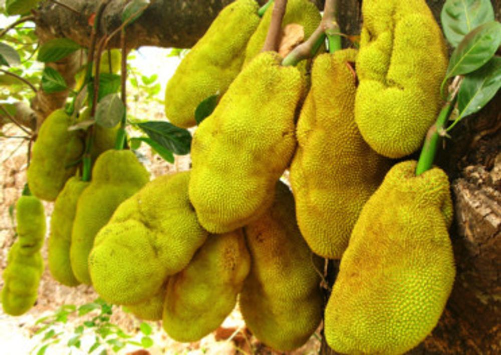 Sticky fruit used in high-tech ATM robbery