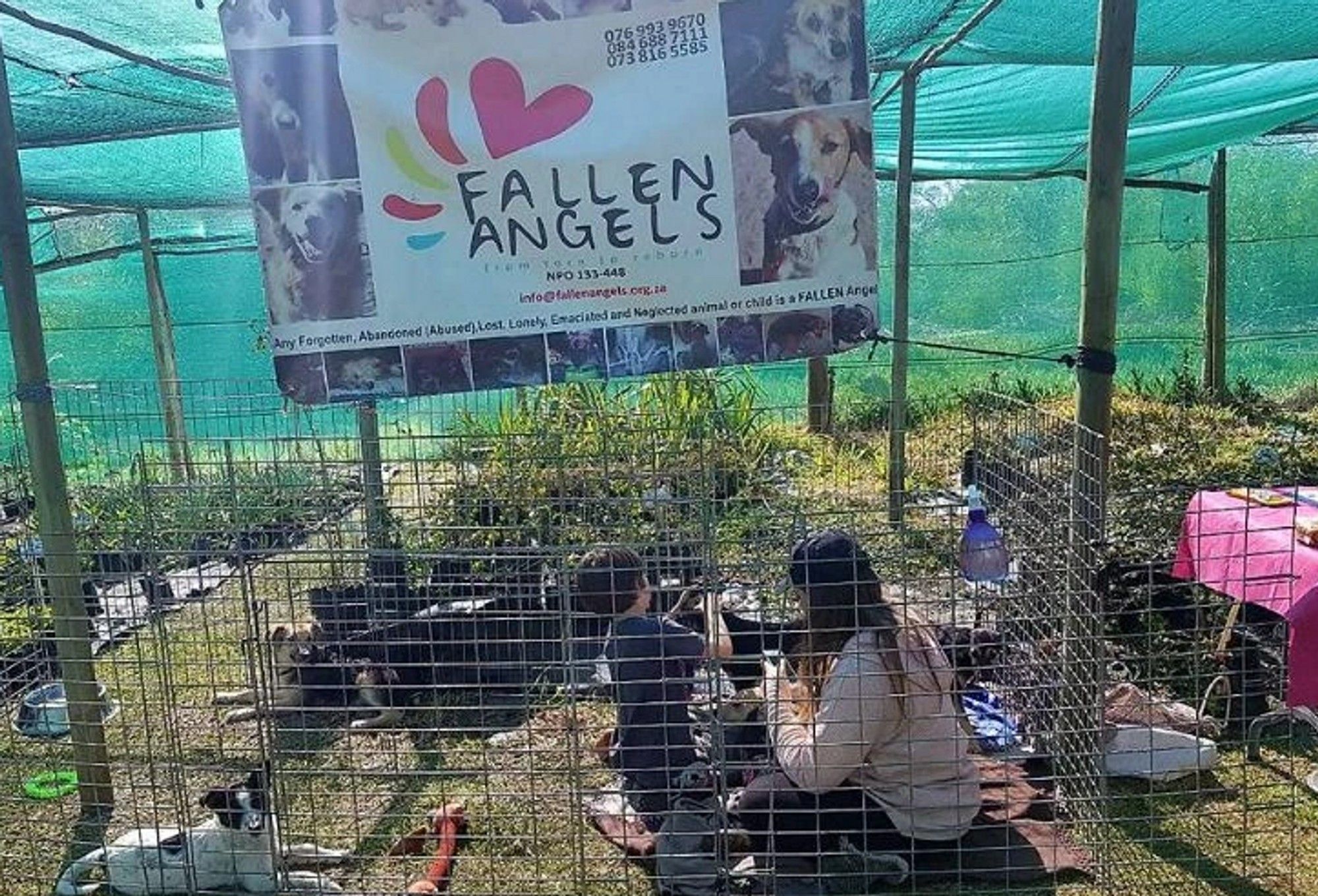 City of Cape Town forces Fallen Angel Pet Rescue in Melkbos to close ...