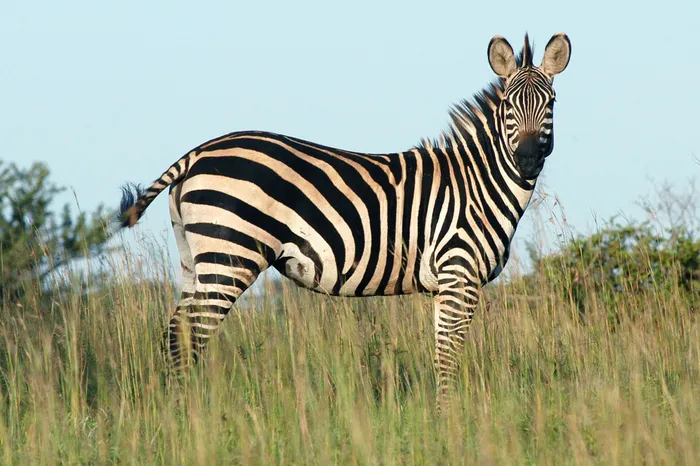 Rwanda's Akagera Park embarks on conservation drive to protect wildlife ...