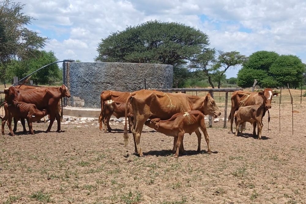 Agri-industry alarmed by Onderstepoort Biological Products’ performance ...