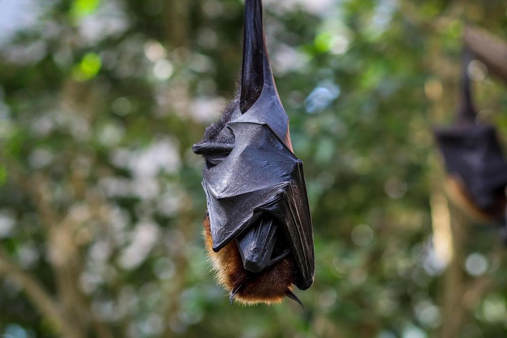 Australian man dies from 'extremely rare' bat bite virus