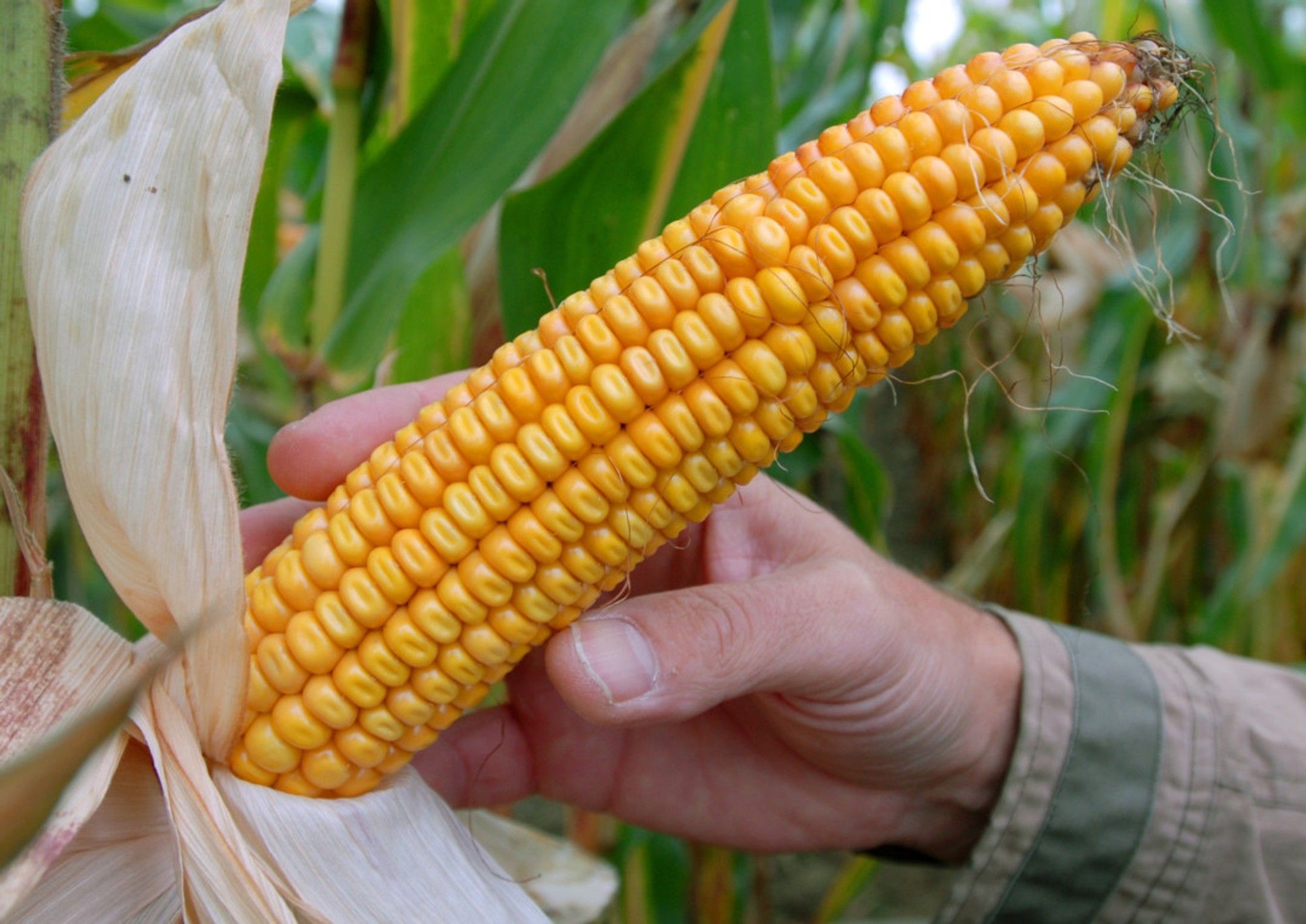Experts revive assault on GM corn