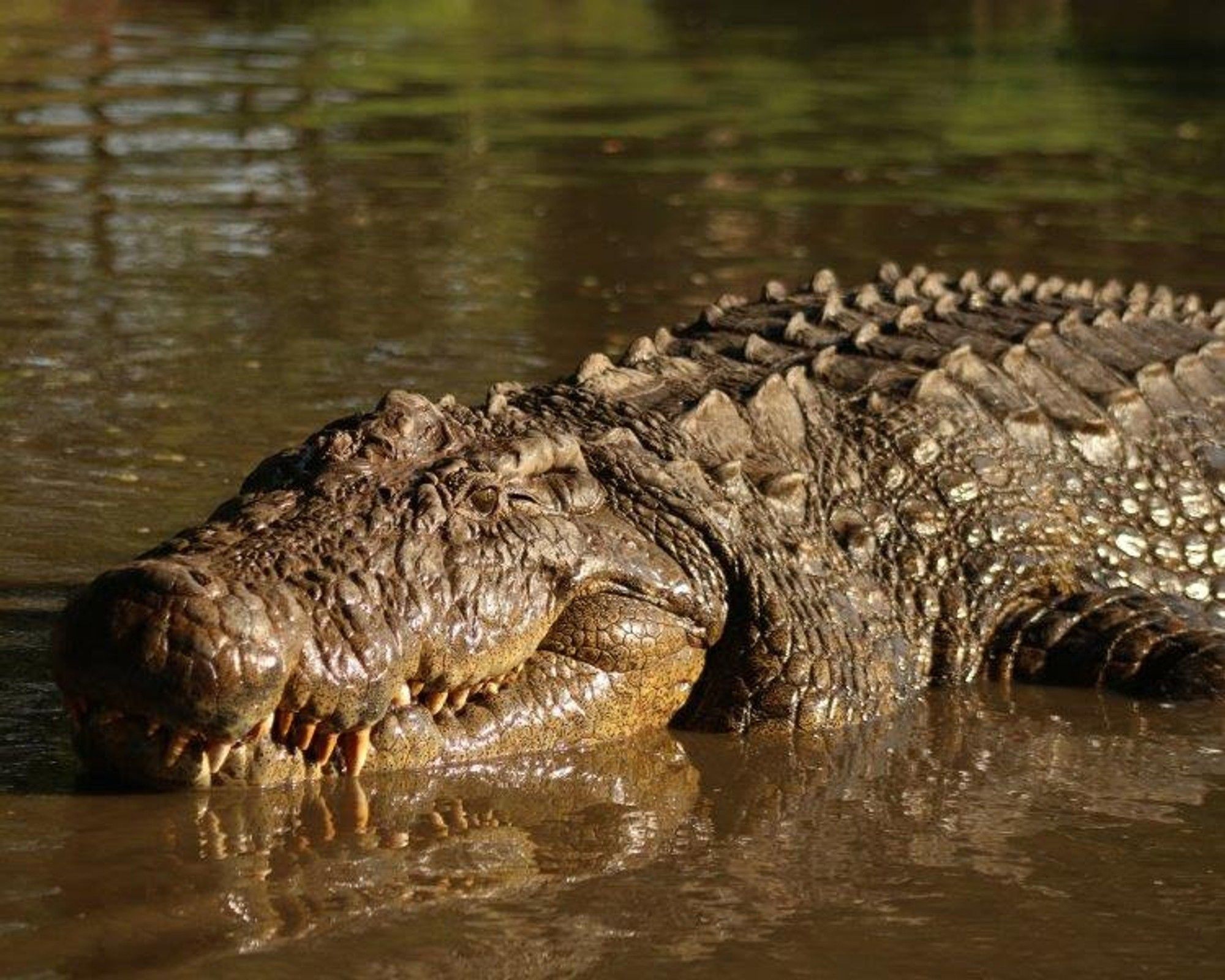 Henry the Nile crocodile is alive and kicking! Crocworld shrugs off ...