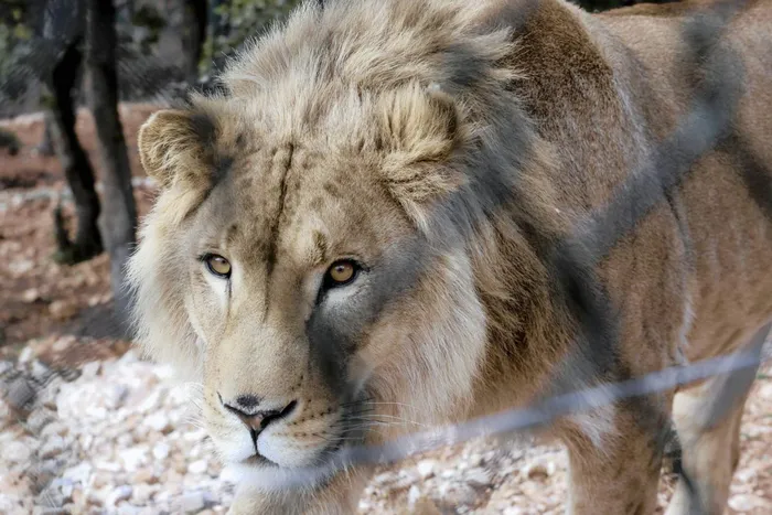 Another half-eaten carcass found in Ulundi as search for escaped lions ...
