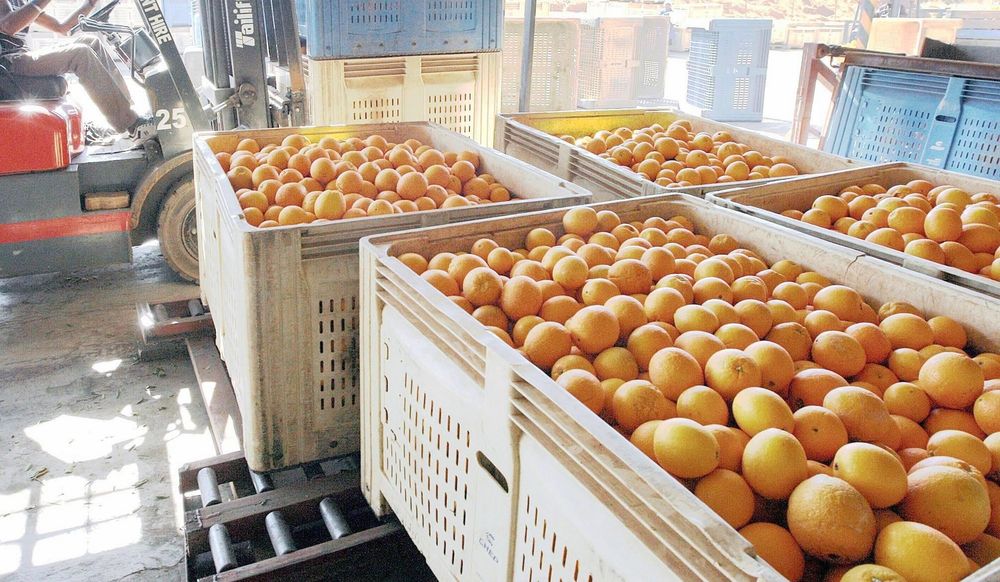 SA mandarin and orange growers double their exports amid Covid-19 pandemic