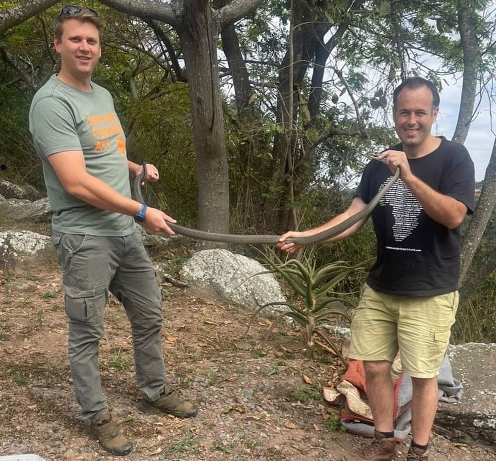 Two mambas in two days: snakes getting active as weather warms up