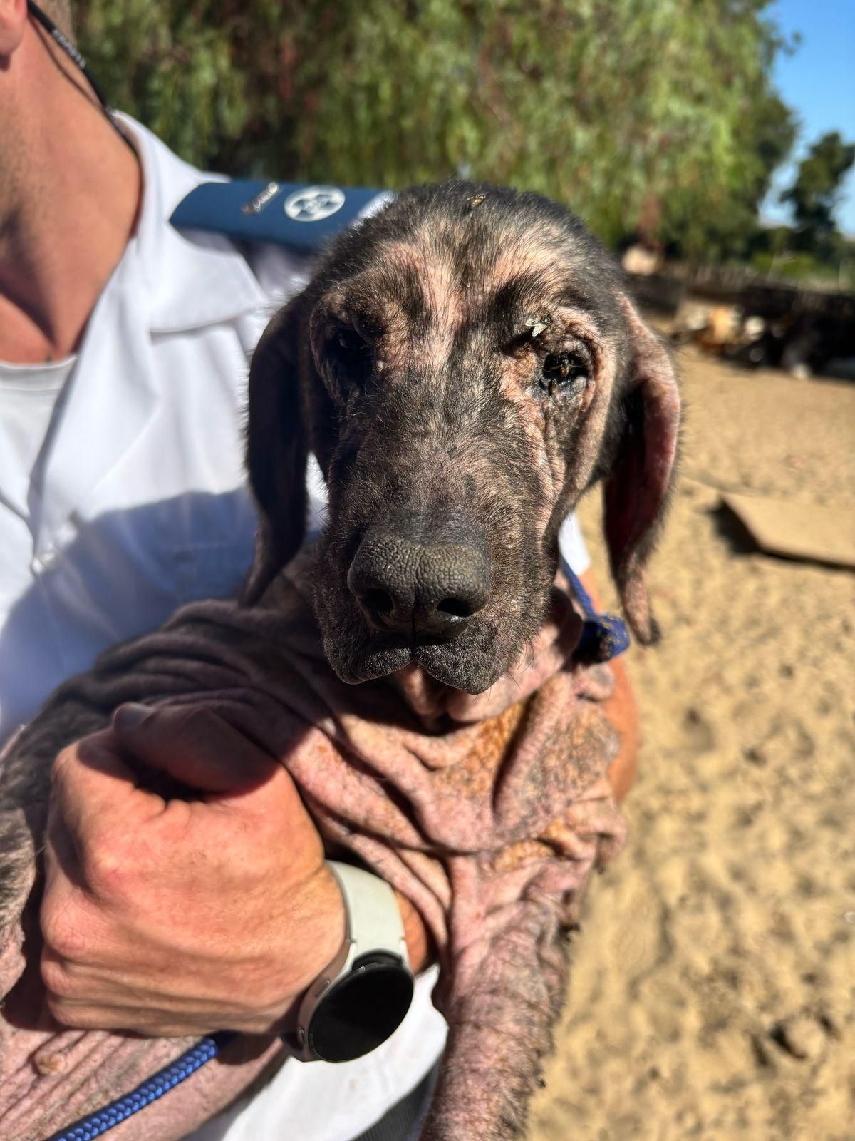 Exposing fake animal rescues: When 'sanctuaries' become sites of suffering