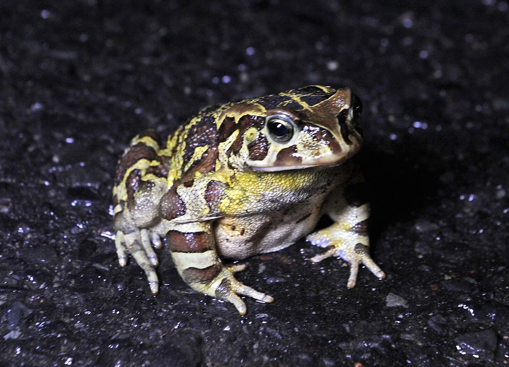 Noordhoek development threatens Western leopard toad