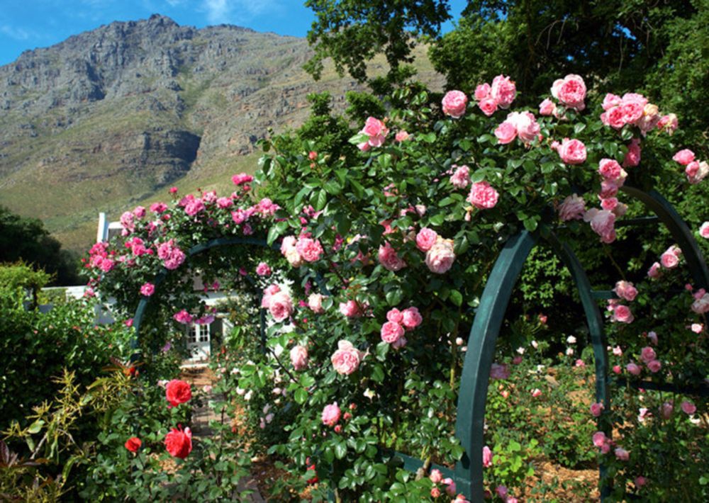 Transform your garden with splendour of roses