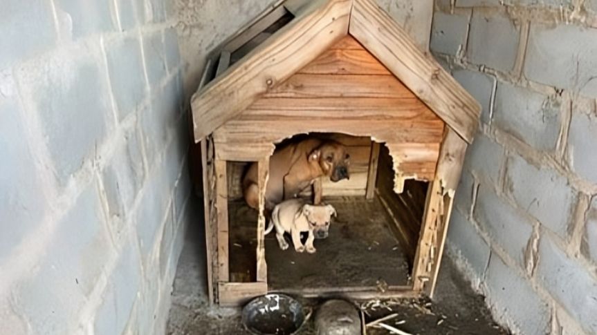 Conviction secured in lengthy animal cruelty prosecution following ...